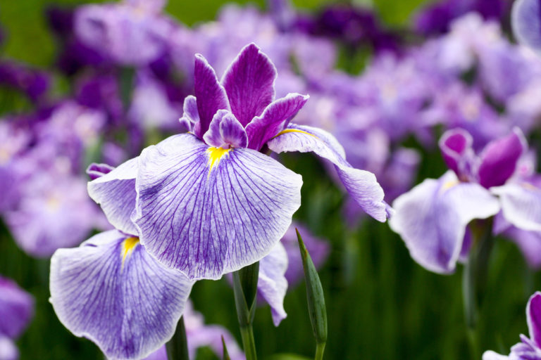 How to Propagate Iris: A Step-by-Step Guide
