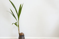 Kokospalme als Zimmerpflanze - Pflegetipps und mehr