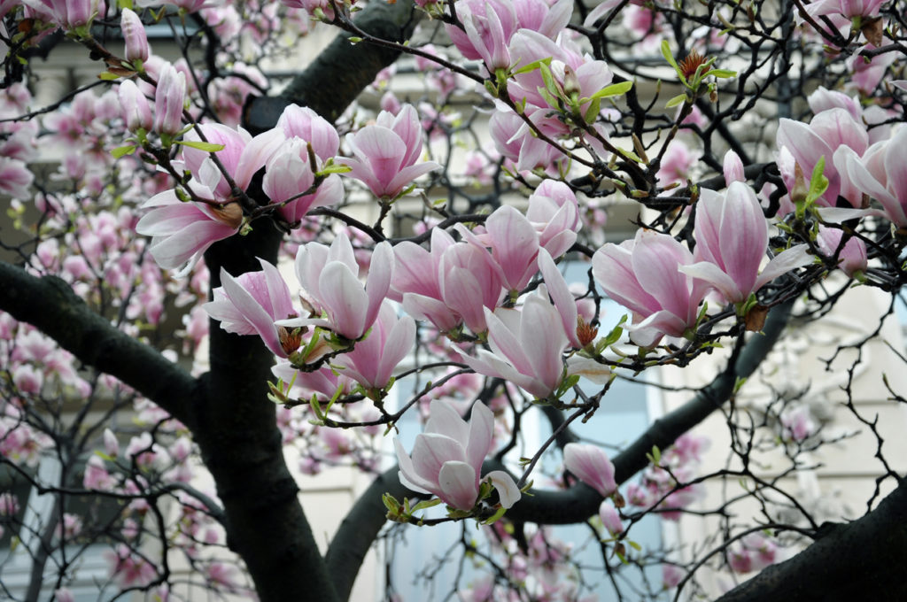 Wann blüht die Magnolie? - Infos zur Blütezeit