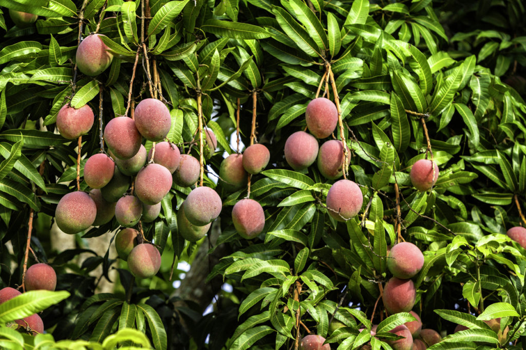Mango - Welche Herkunft hat die leckere Frucht eigentlich?