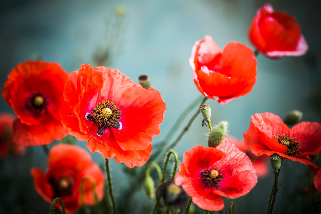 Mohn pflanzen - Mit dieser Anleitung gelingt es Ihnen