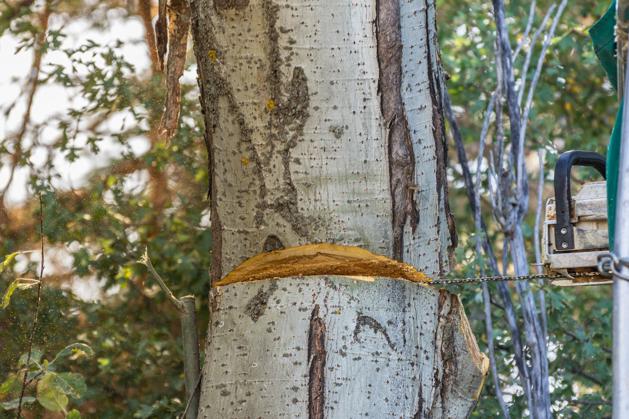 Pappel im Steckbrief - Alle Merkmale kurz zusammengefasst