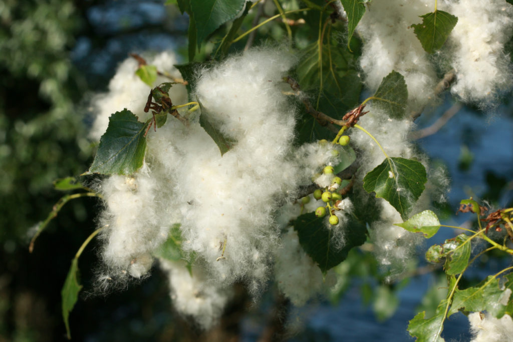 Pappel-Blüte - Wissenswertes zu dem spektakulären Ereignis