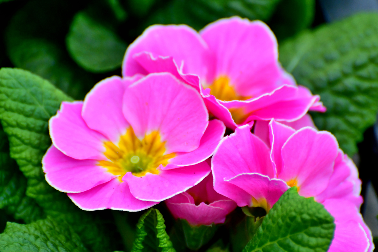 Primeln - Wie viel Frost vertragen die schönen Pflanzen?