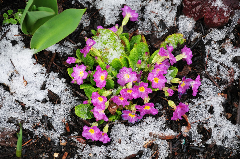 Primeln - So vermehren Sie die schöne Pflanze richtig