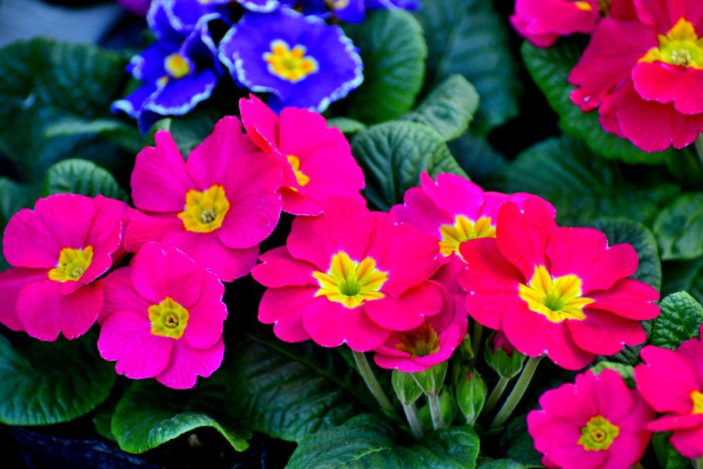 Primeln - Handelt es sich um mehrjährige Pflanzen?