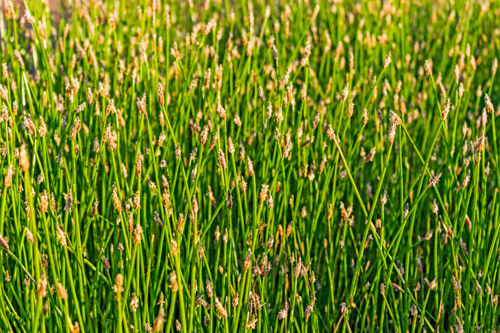 How to Identify Sedge Grass: Key Features & Tips