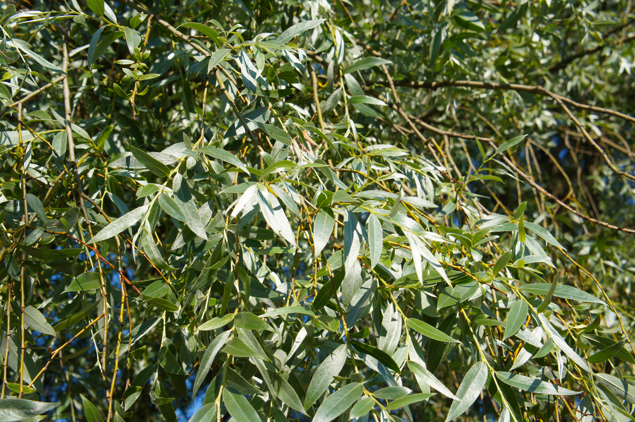 Steckbrief von der Weide - Lernen Sie den Baum kennen