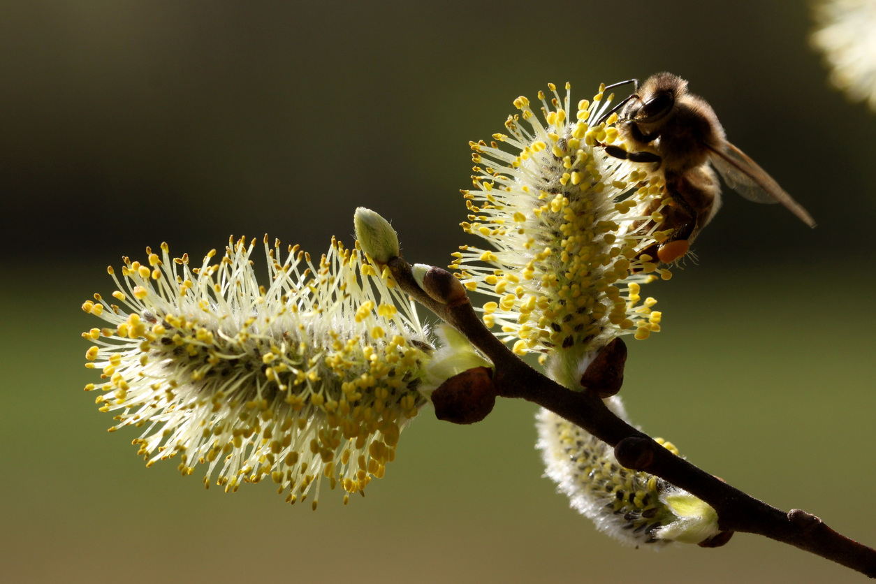 Die Blüte der Weide - Das sind ihre Merkmale