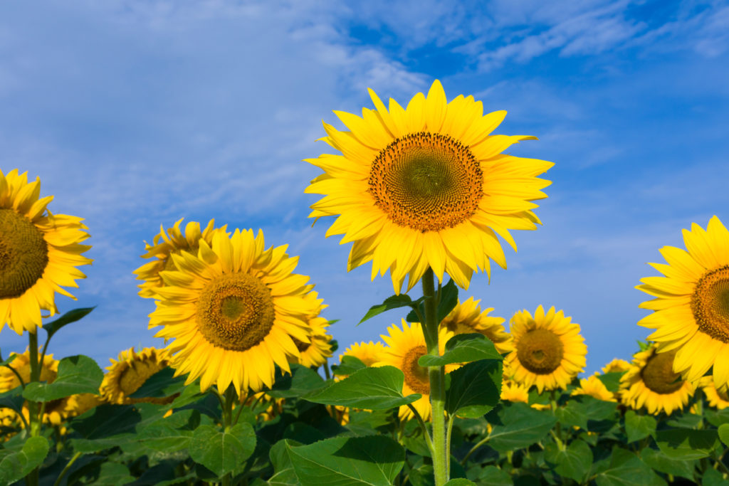 Blutezeit Der Sonnenblume