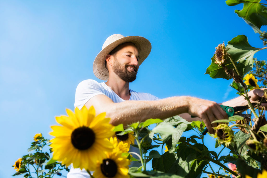 How to Prune Sunflowers: The Ultimate Guide