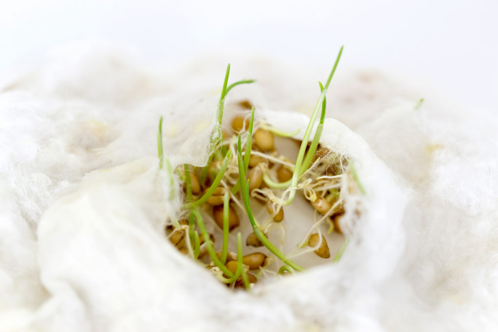 Kamelie Samen keimen - Die besten Tipps