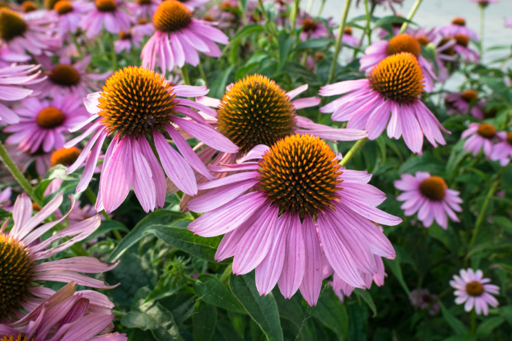 Echinacea Bloom Time: When Do Coneflowers Flower?