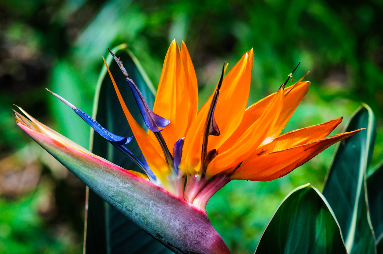 Strelitzie - Wann beginnt und endet ihre Blütezeit?
