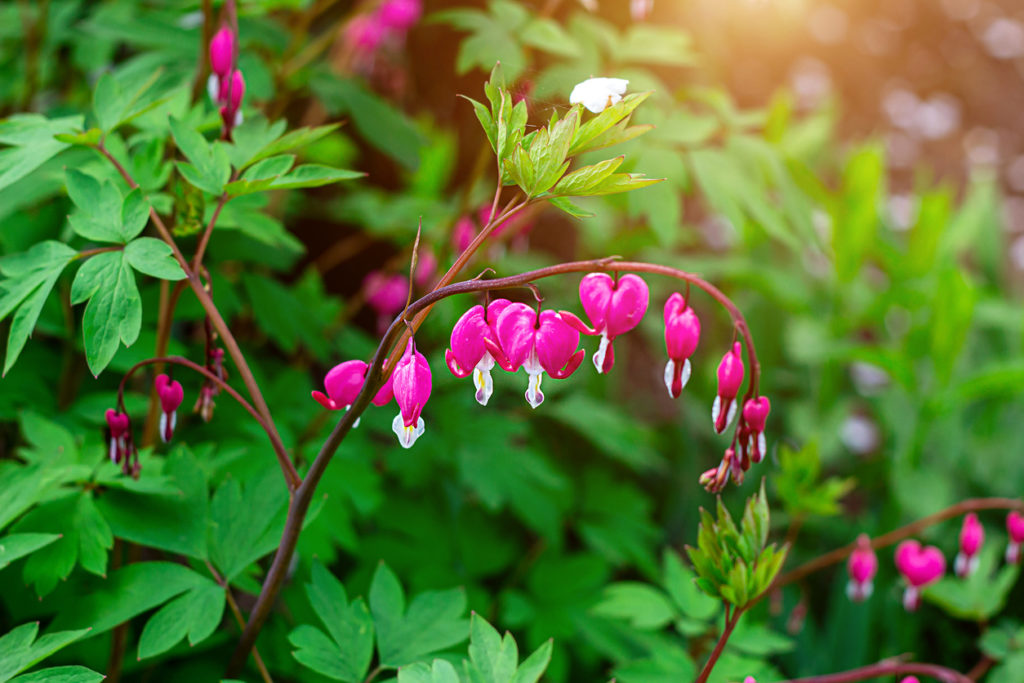 Bleeding Heart Bloom Time: When Does It Flower?