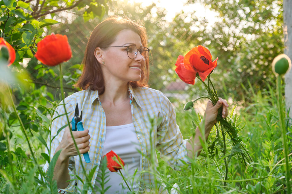 Mohn pflanzen - Mit dieser Anleitung gelingt es Ihnen