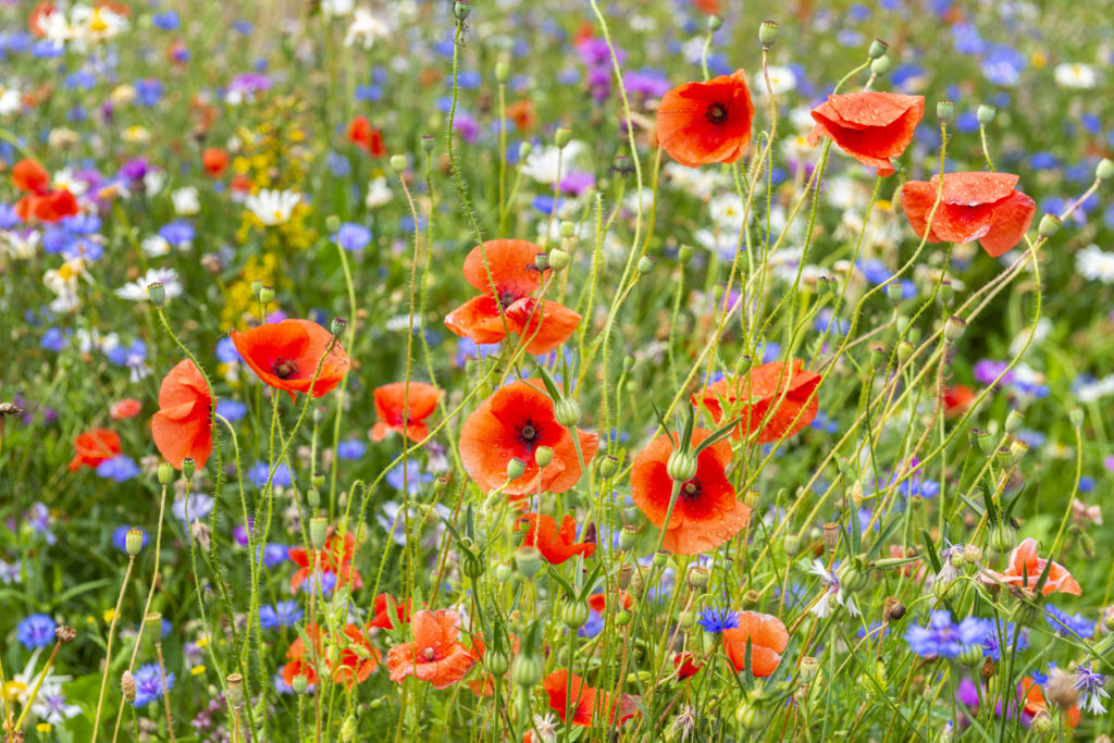 Mohn säen - So gelingt es Ihnen Schritt für Schritt
