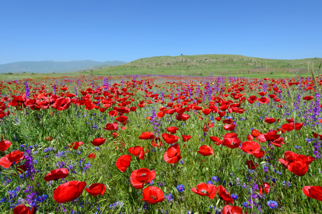 Mohn pflanzen - Mit dieser Anleitung gelingt es Ihnen