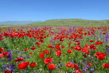 Mohn pflanzen - Mit dieser Anleitung gelingt es Ihnen