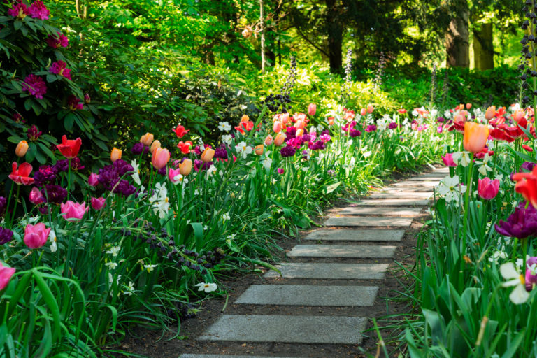 Tulpen pflanzen - Mit dieser Anleitung gelingt es Ihnen