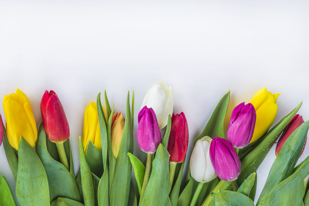 Spannende Tulpen Farben Bedeutung Bild
