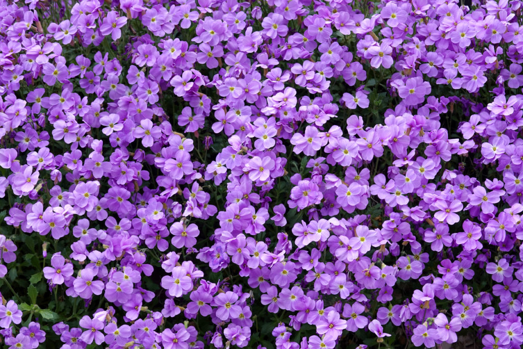 Veilchen - Diese Bedeutung haben die verschiedenen Farben