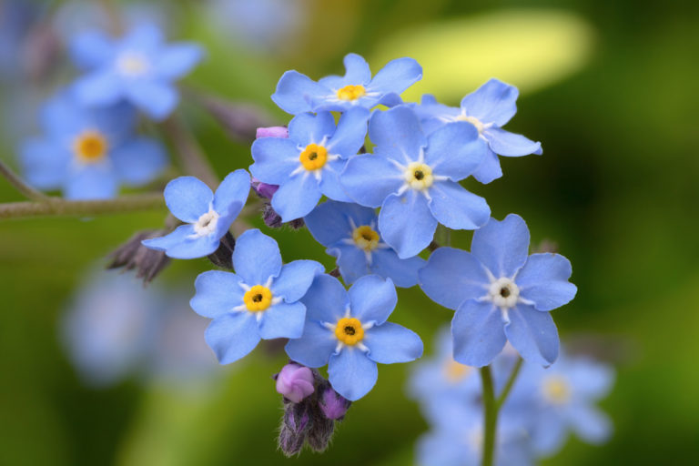 Forget-Me-Nots: When Is Their Blooming Season?