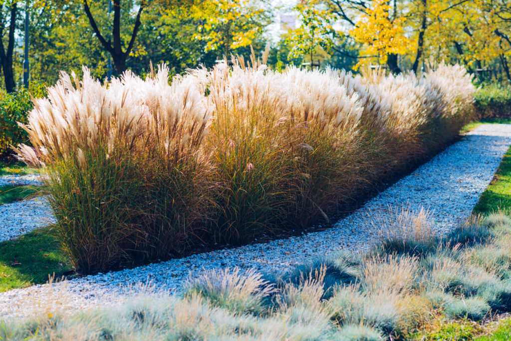 Best Ornamental Grasses for Privacy: Top Varieties guide