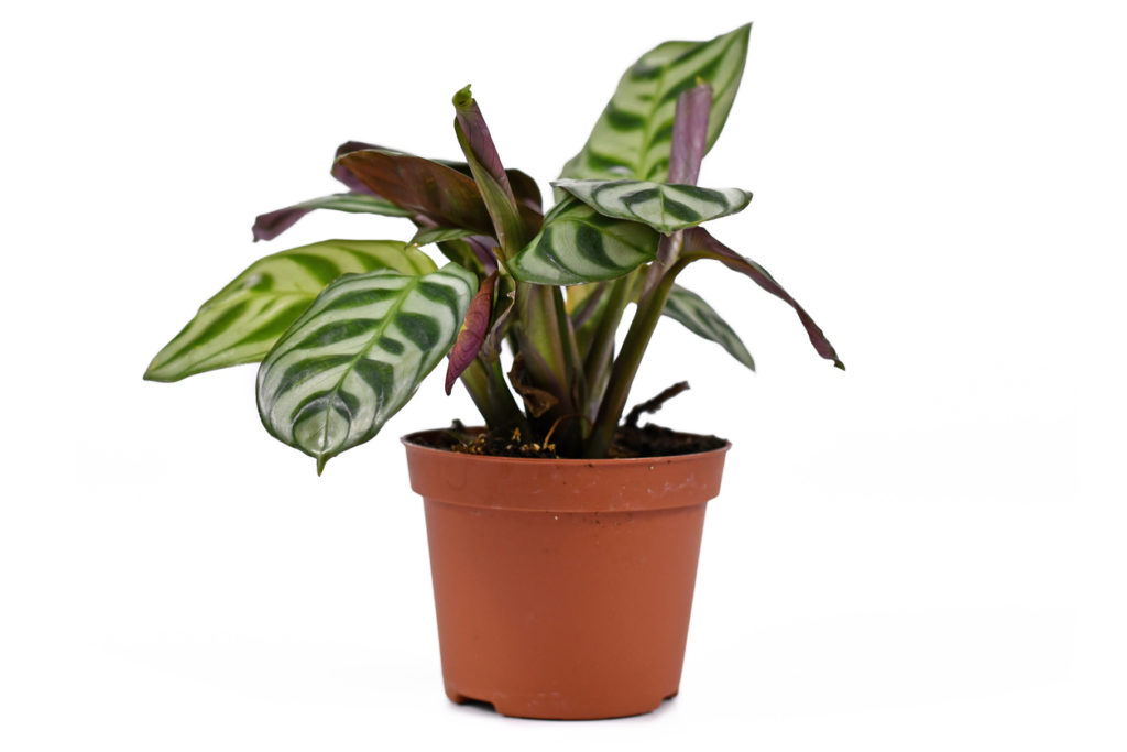 How to Water Calathea: Essential Care Guide