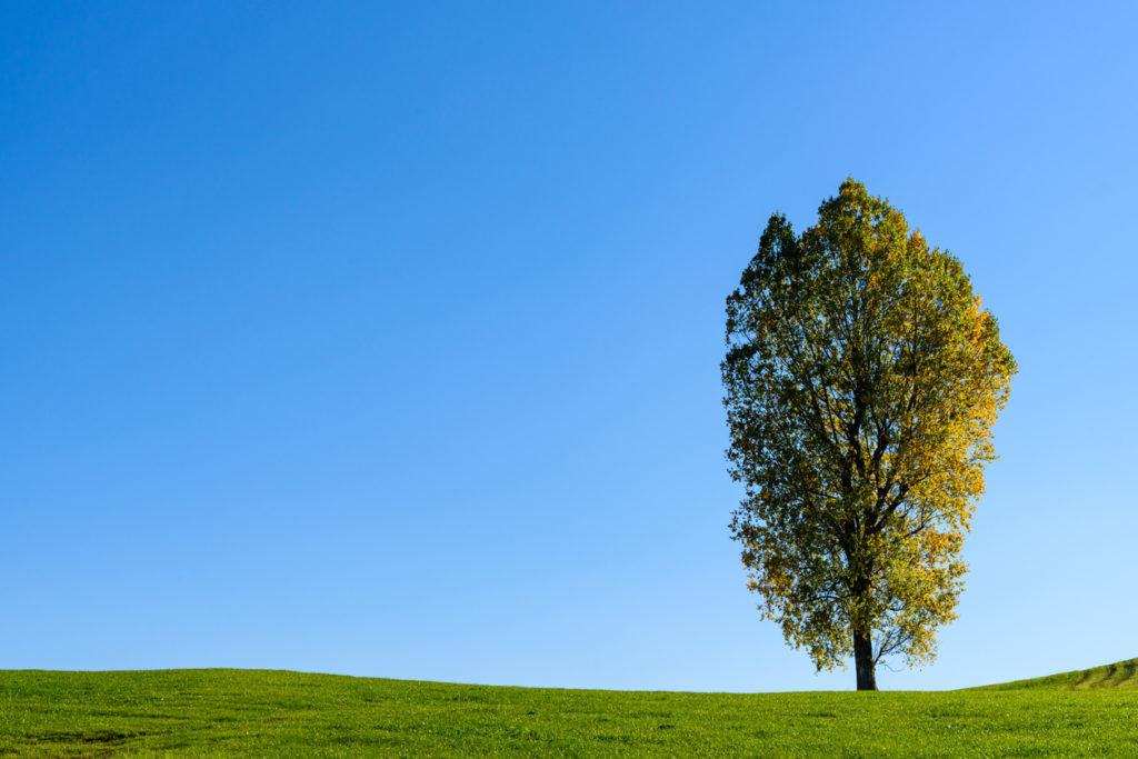 Die Blüte der Ulme - Auch daran lassen sich die Sorten unterscheiden