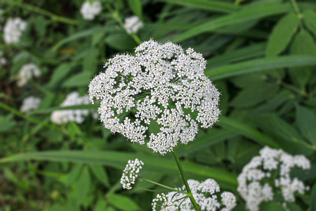 Giersch erkennen - Diese Merkmale sind typisch für die Pflanze