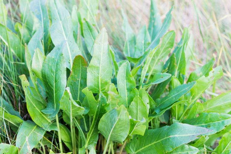 Sauerampfer Bekämpfen So Entfernen Sie Das Wildkraut Dauerhaft
