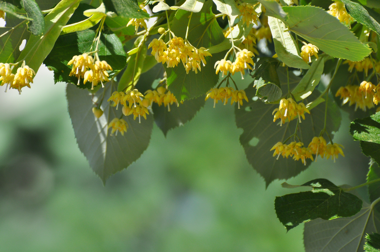 Die Blüte der Linde - Wann zeigt sie sich?