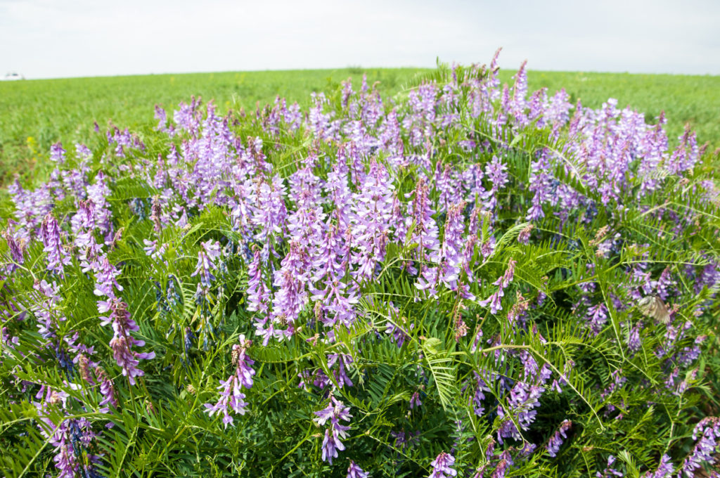 Wicken pflanzen - Mit dieser Anleitung gelingt es Ihnen