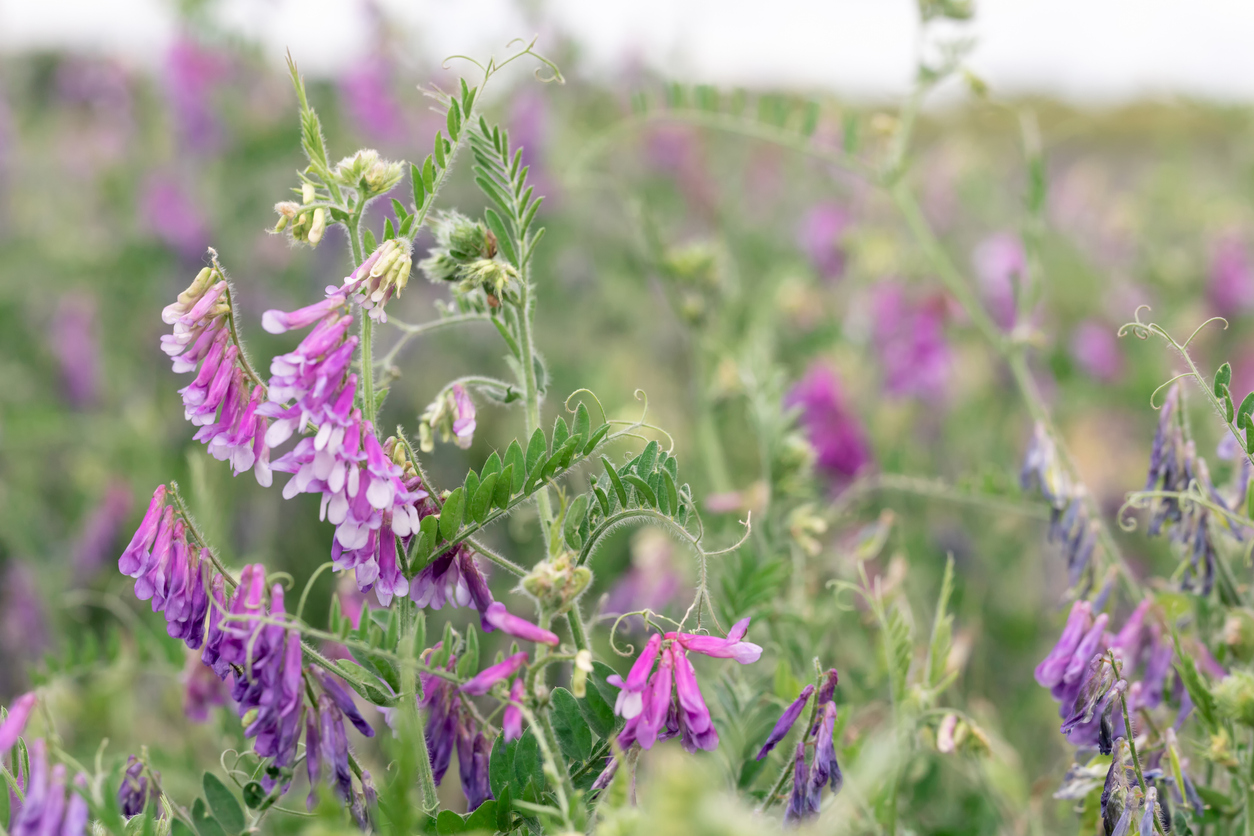 Wicken pflanzen - Mit dieser Anleitung gelingt es Ihnen
