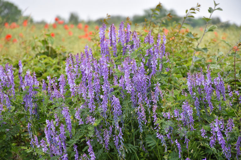 Wicken pflanzen - Mit dieser Anleitung gelingt es Ihnen