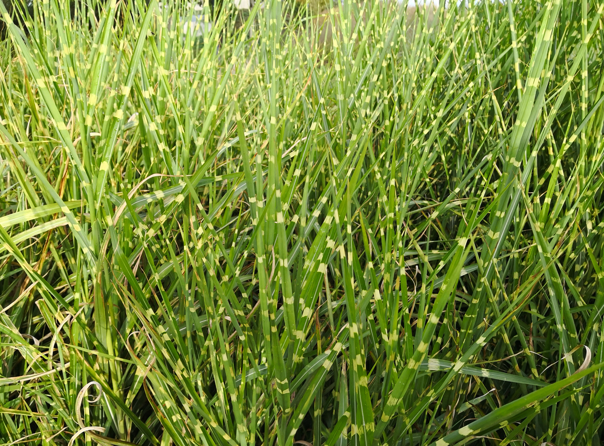 How to Plant Miscanthus: Quick Guide