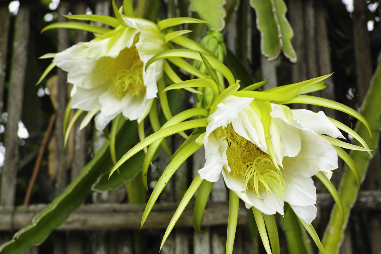 Drachenfrucht Blüte - Hilfreiche Tipps