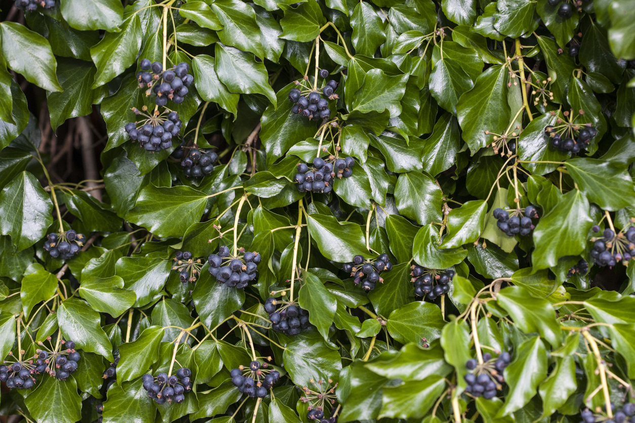 Efeu Früchte - Das sollten Sie wissen