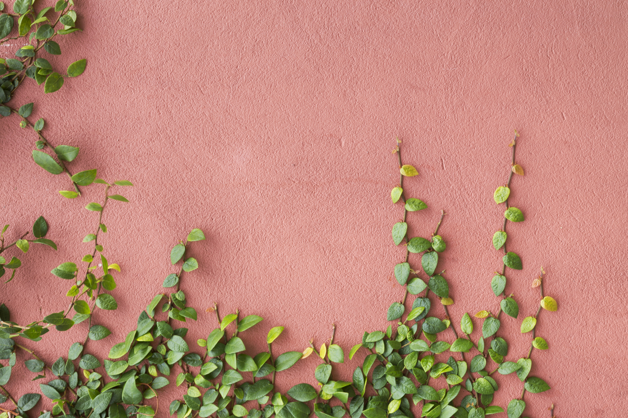 Efeu Wand - Die besten Tipps zur Begrünung