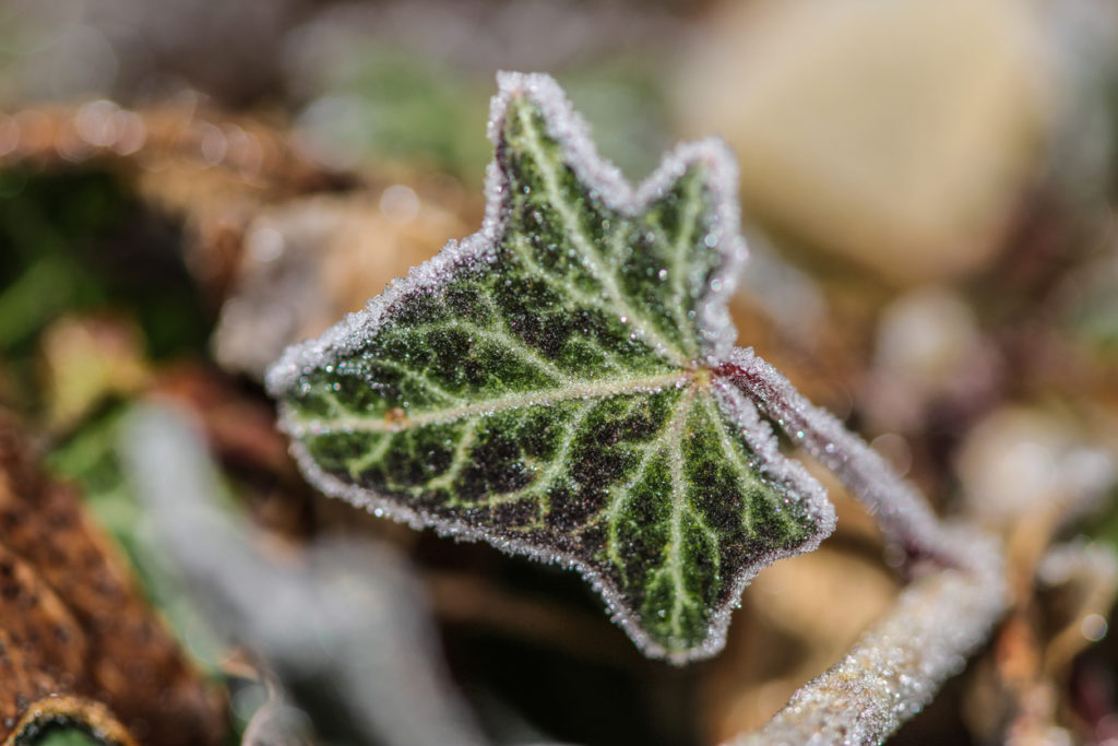Efeu winterhart - Diese Sorten sind winterfest
