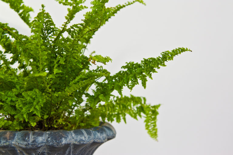 Farn pflanzen - So finden Sie den besten Standort für Ihre Pflanze