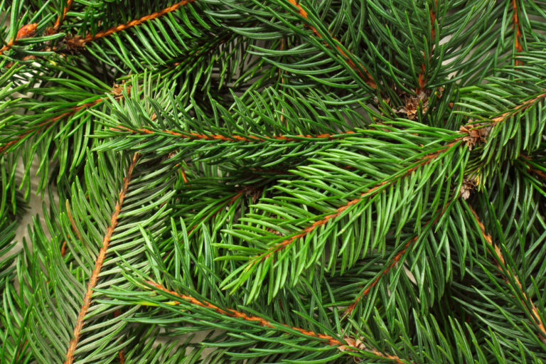 Die Wurzeln der Fichte - Tipps zur Pflege
