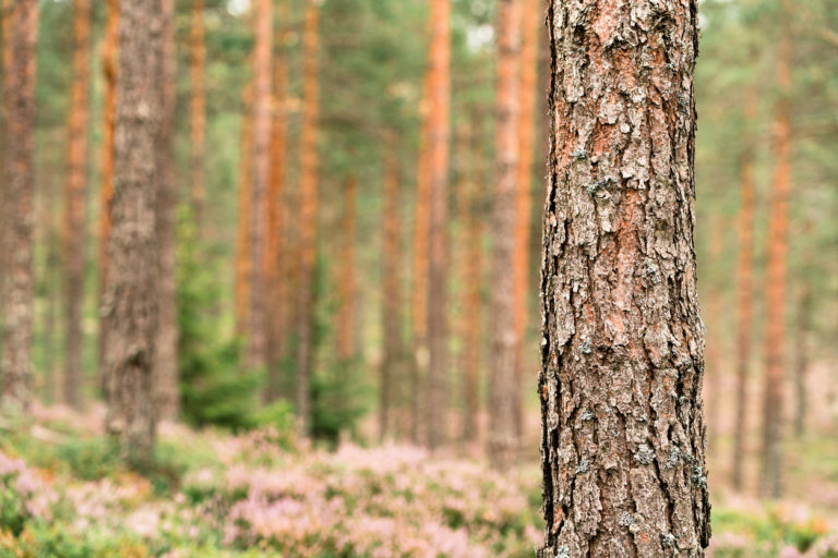 Fichte Rinde - Das ist ihr Erkennungsmerkmal
