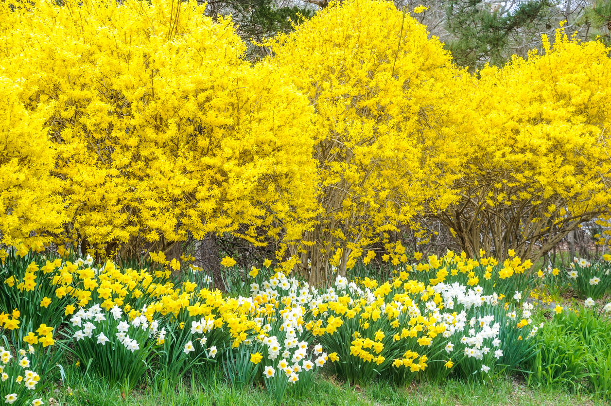 Forsythie Pflanzen Wann