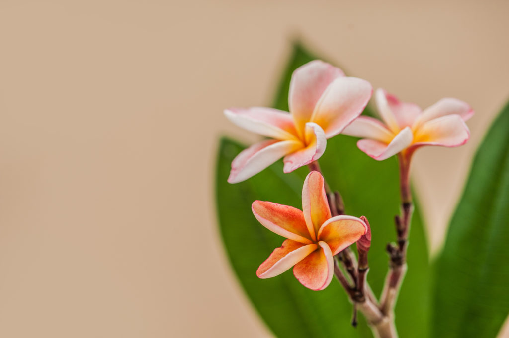 How to Propagate Frangipani: Tips for Growing Cuttings