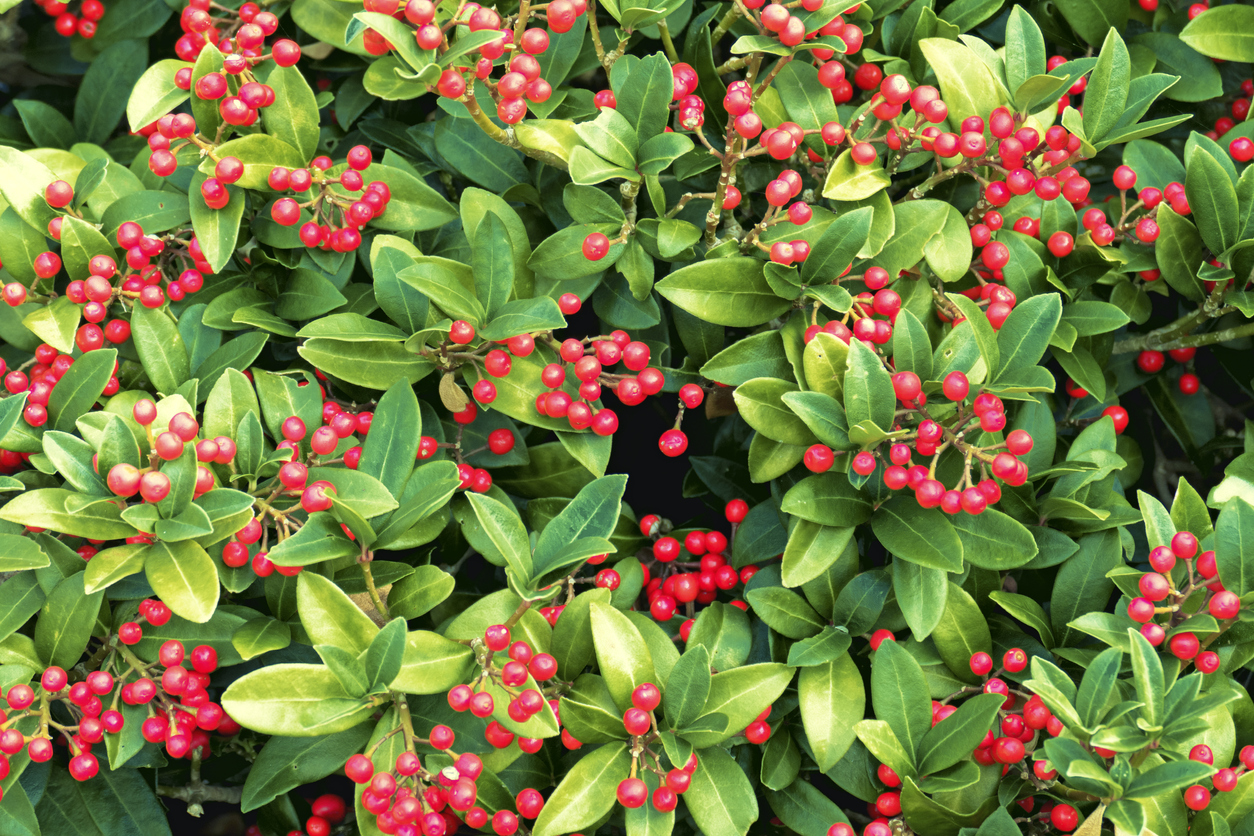 Skimmie Frucht - Das sind ihre Merkmale