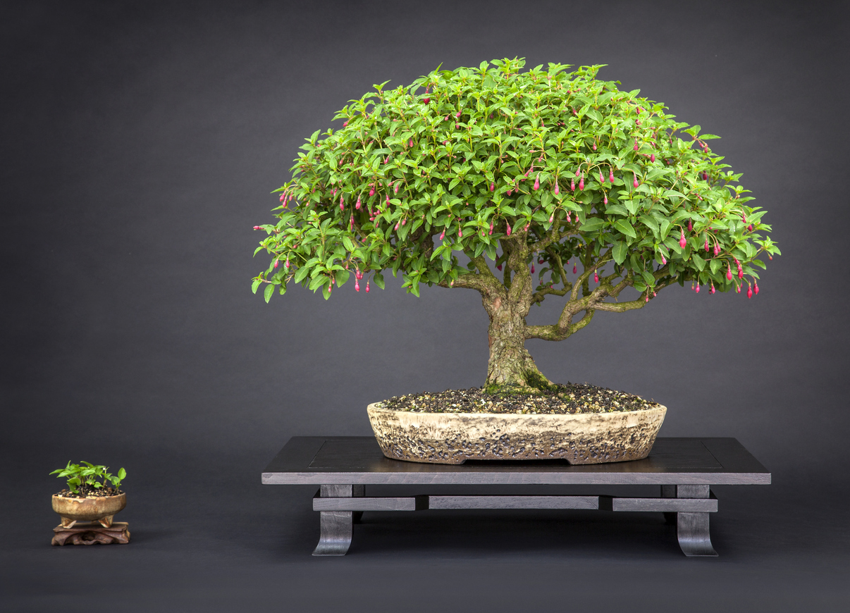 How to Grow Fuchsia Bonsai: A Complete Guide