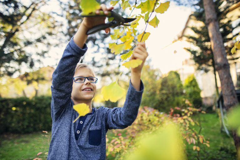 How to Prune Ginkgo Trees: Tips & Quick Guide