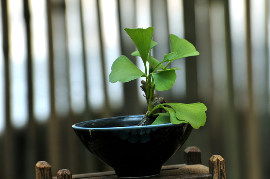How to Grow Ginkgo Trees from Seed: Planting Tips